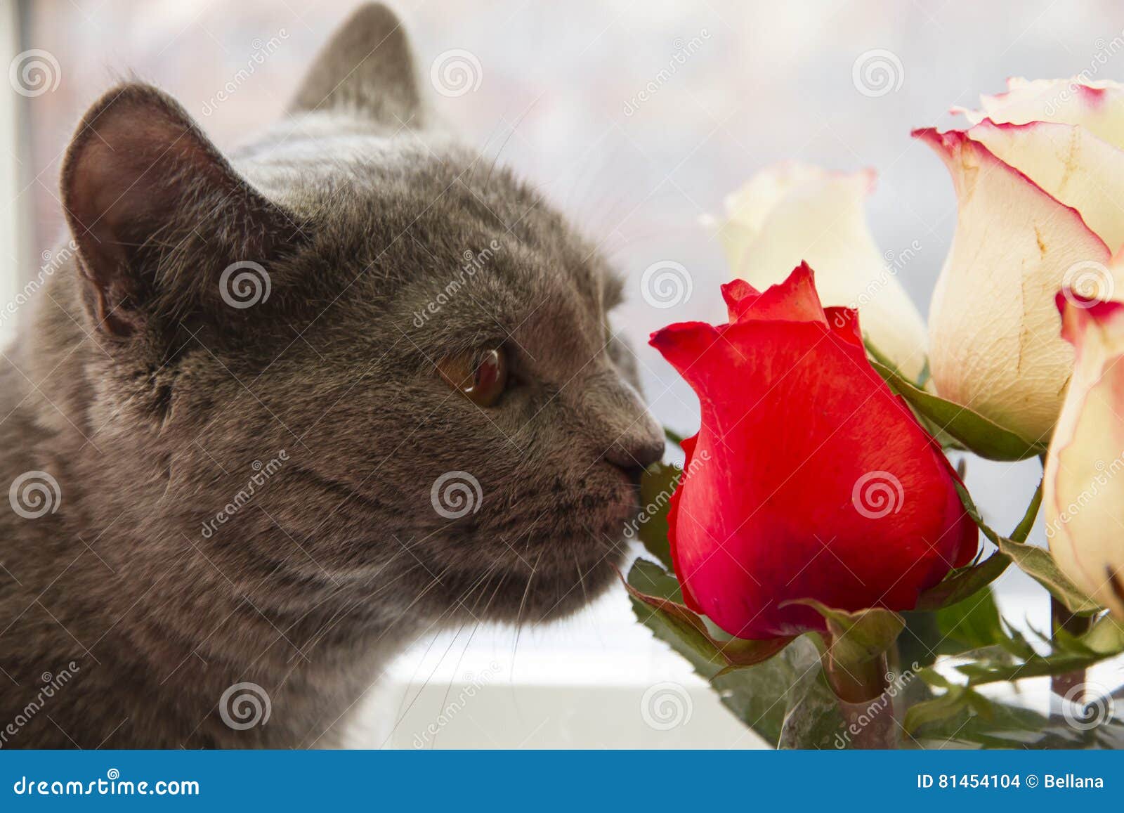 Gray Cute Cat Smelling Roses Stock Photo - Image of gray, small: 81454104