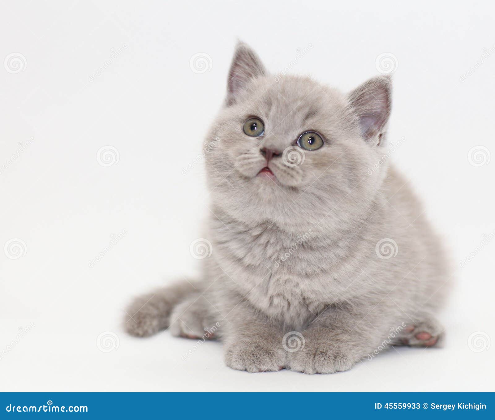 Gray cute little kitten stock image. Image of lying, kitten - 45559933