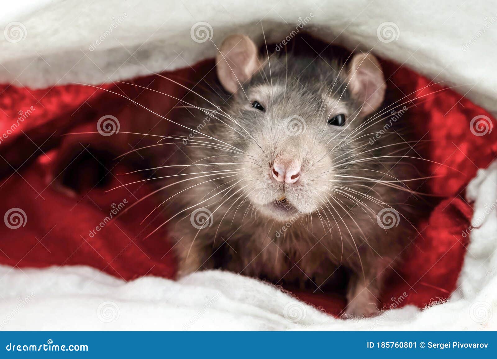 Gray Cute Rat Closeup Crawled Out of Shelter Looking at the Camera ...