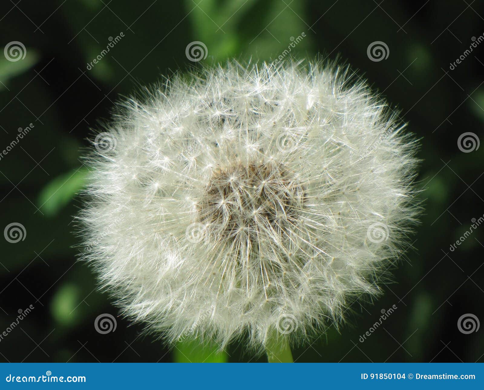 A Flower Says Goodbye To The Drawning Sun Stock Image | CartoonDealer ...