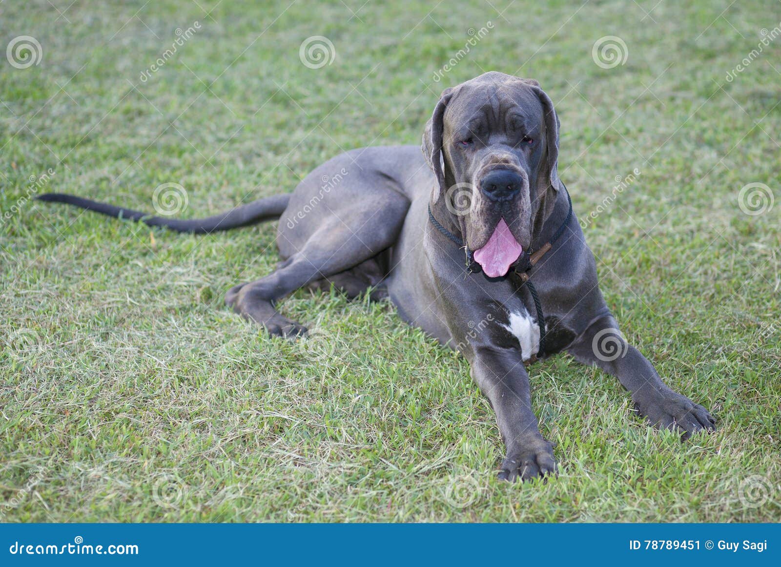 Gray Dane laying down stock image. Image of dane, tail - 78789451