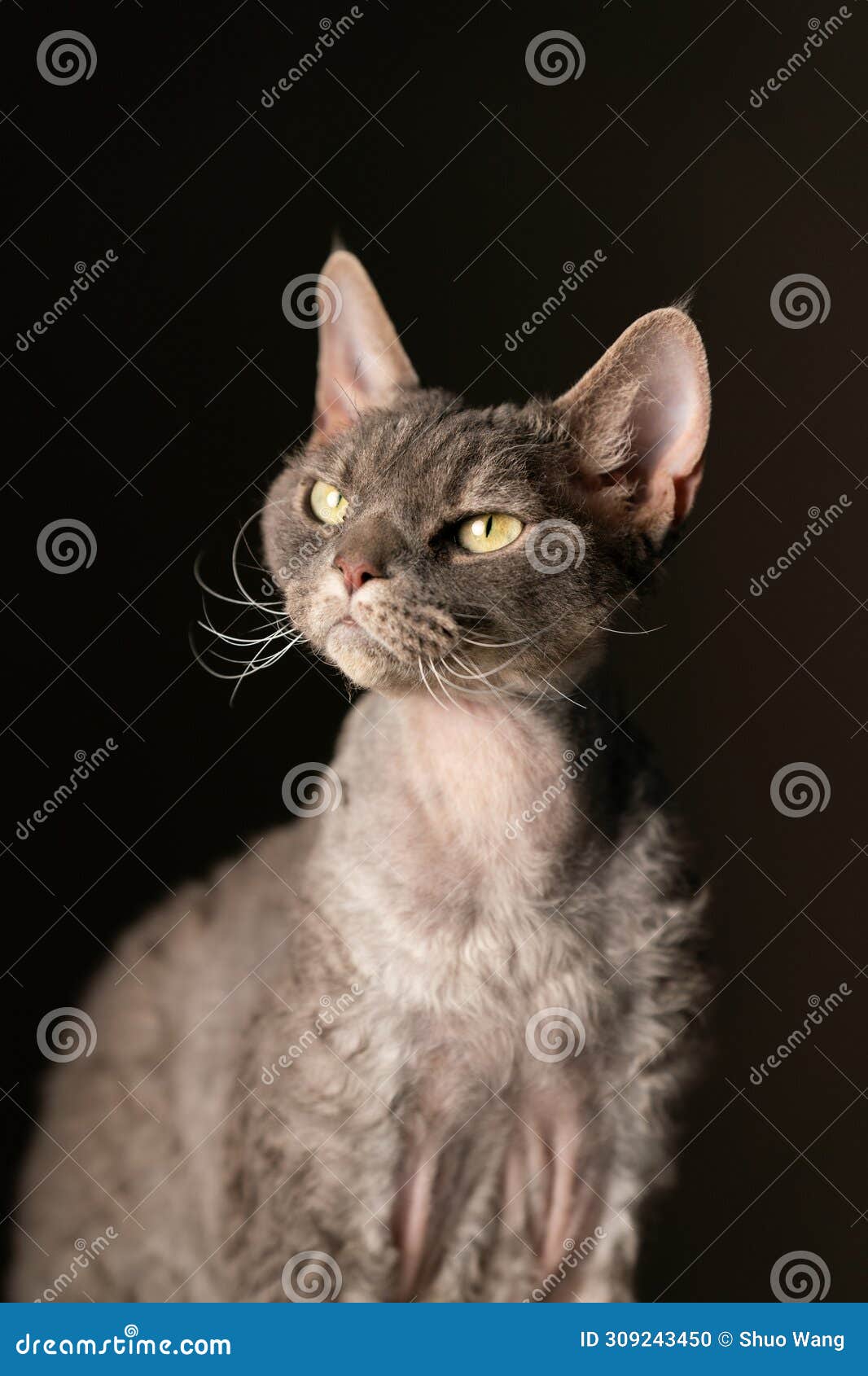 A Devon Rex cat stock photo. Image of angry, indignant - 309243450