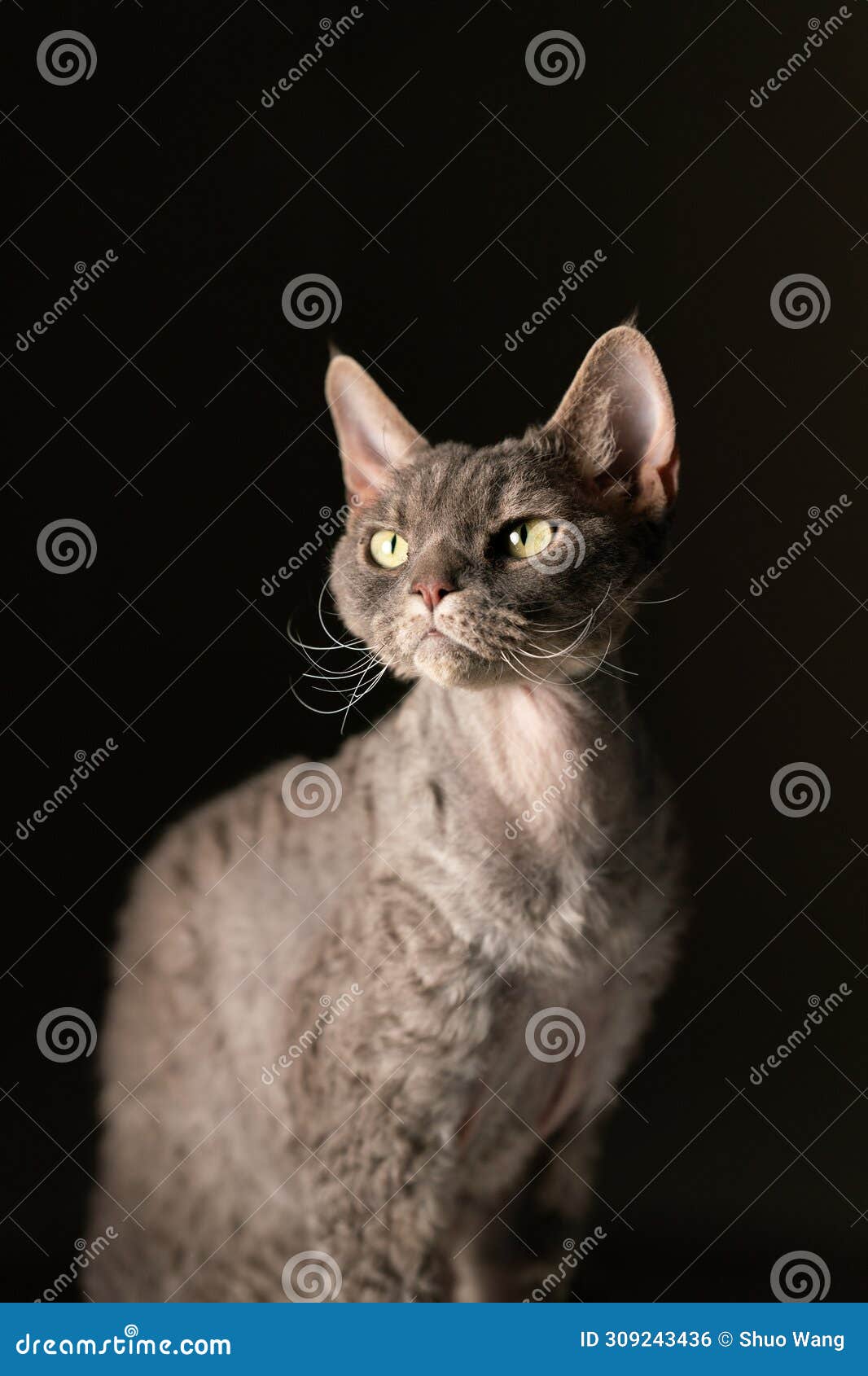 A Devon Rex cat stock photo. Image of green, loveliness - 309243436
