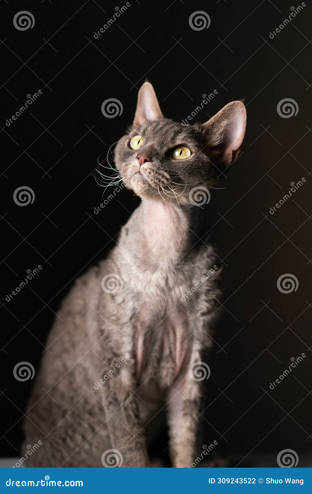 A Devon Rex cat stock photo. Image of expressionless - 309243522