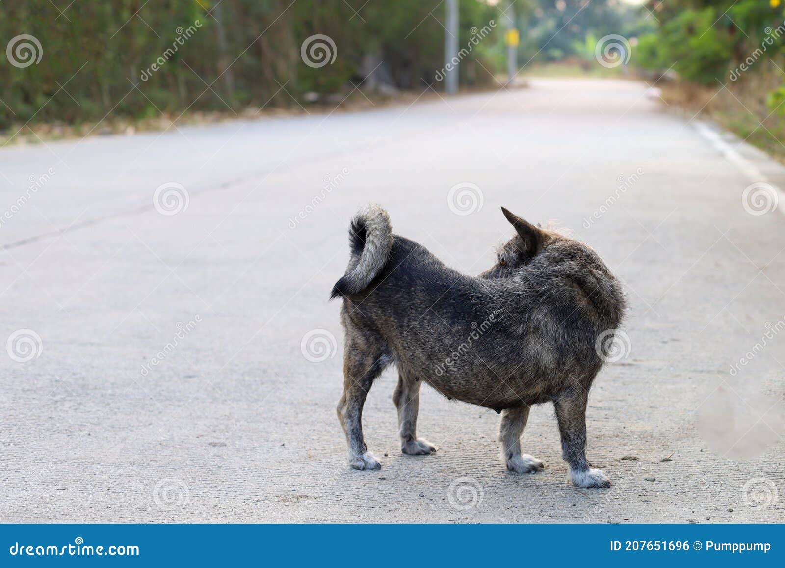 The Gray Dog Standing on Cement Road in Countryside Stock Photo - Image ...
