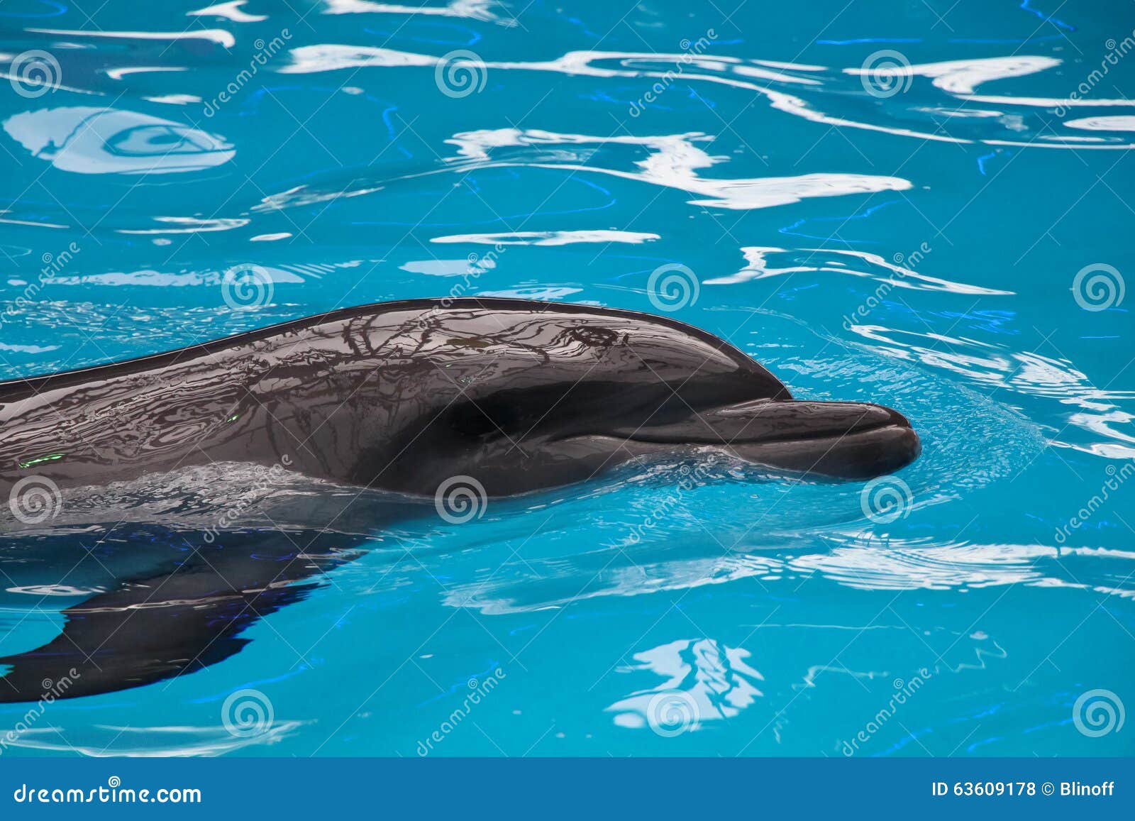 A Gray Dolphin in Blue Water Stock Photo - Image of mouth, aquarium ...