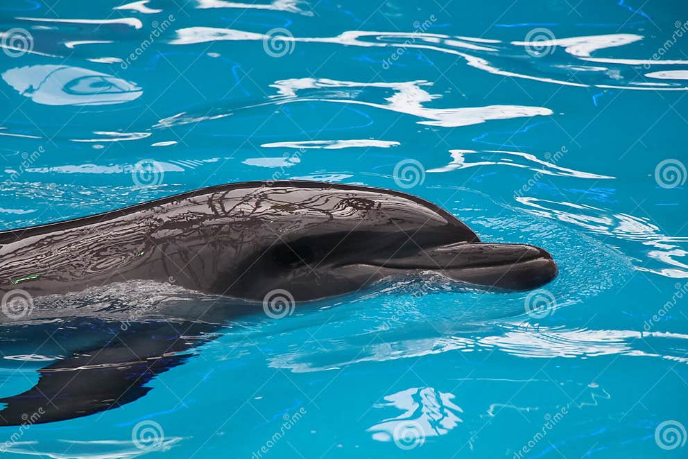 A Gray Dolphin in Blue Water Stock Photo - Image of mouth, aquarium ...