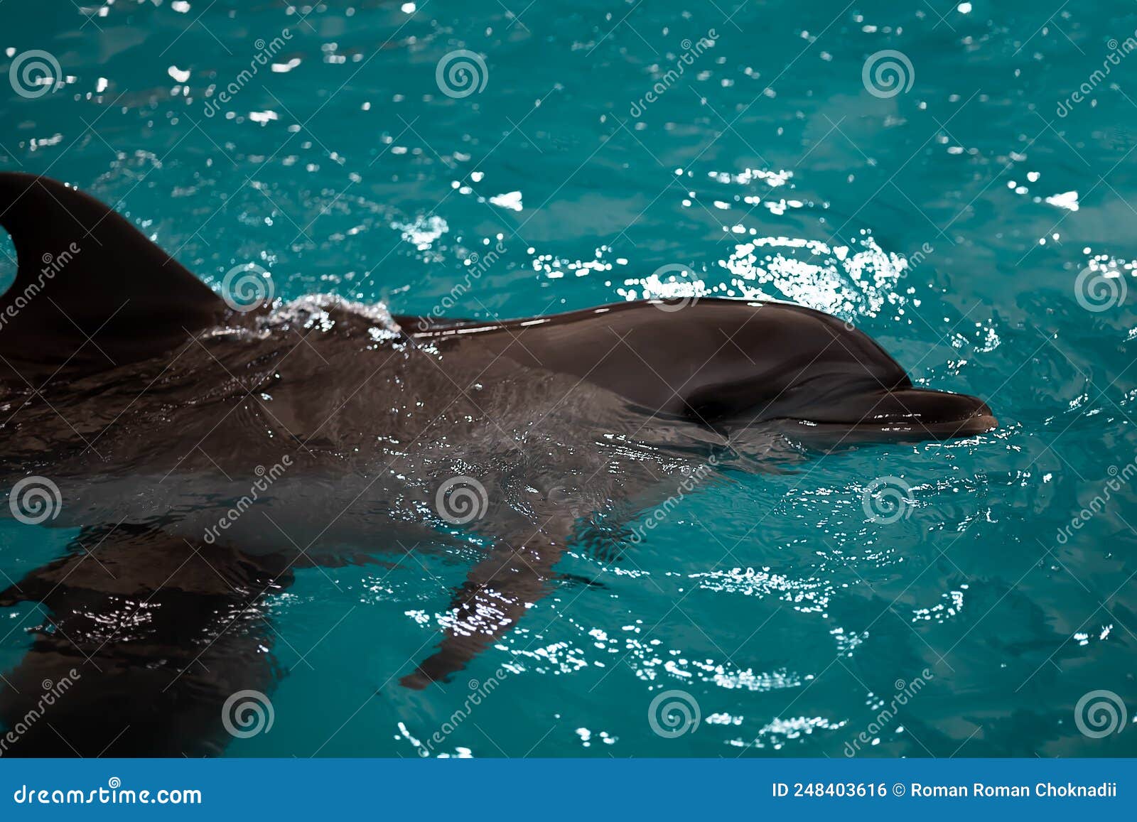 Gray Dolphin Stuck His Muzzle Out of the Water and Swims in the Pool ...