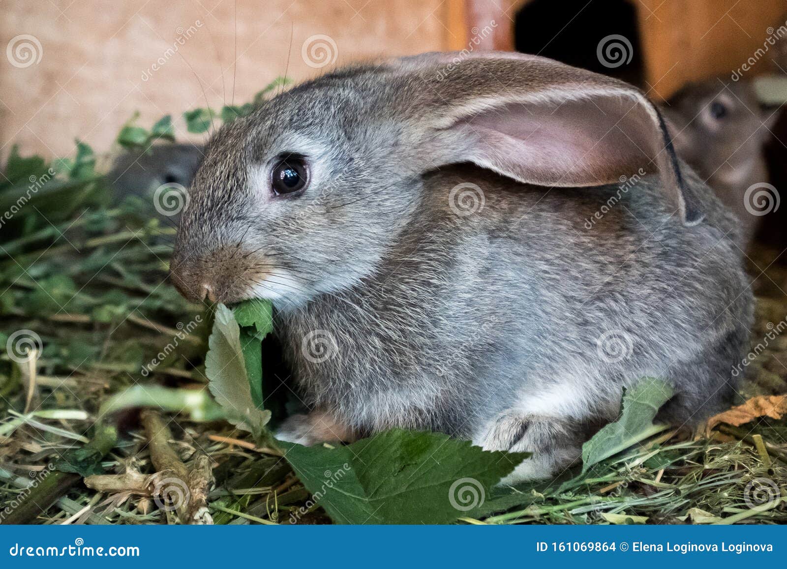 Gray Domestic Rabbit Eats Fresh Grass in the Cage. Stock Photo - Image ...