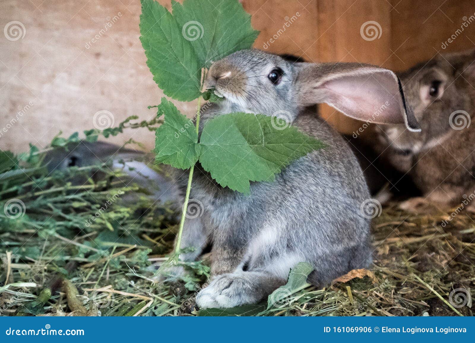 Gray Domestic Rabbit Eats Fresh Grass in the Cage. Stock Photo - Image ...