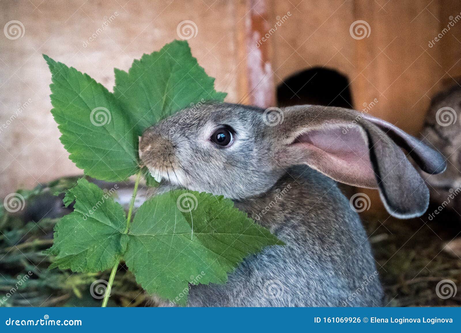 Gray Domestic Rabbit Eats Fresh Grass in the Cage. Stock Photo - Image ...