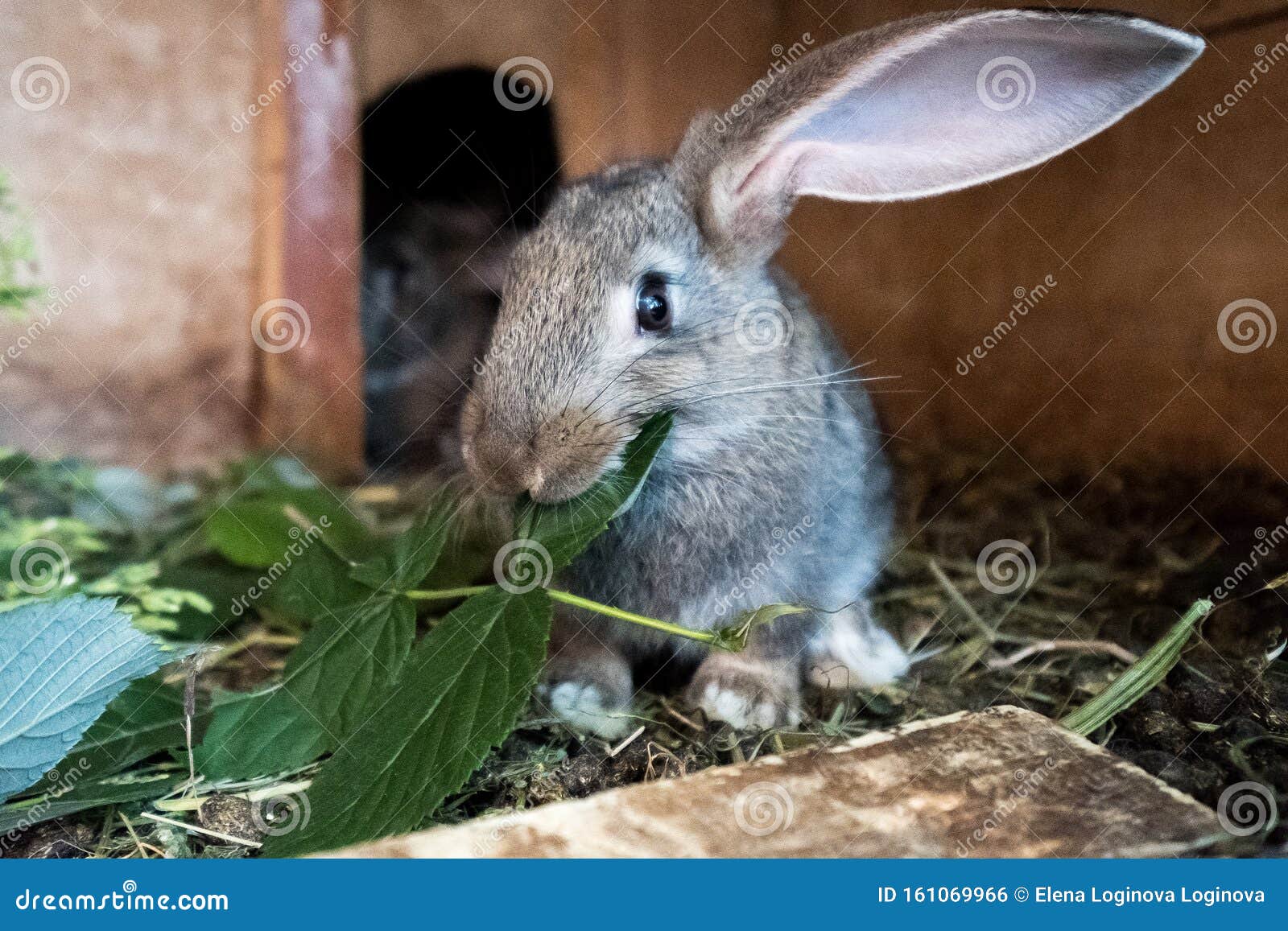 Gray Domestic Rabbit Eats Fresh Grass in the Cage. Stock Photo - Image ...