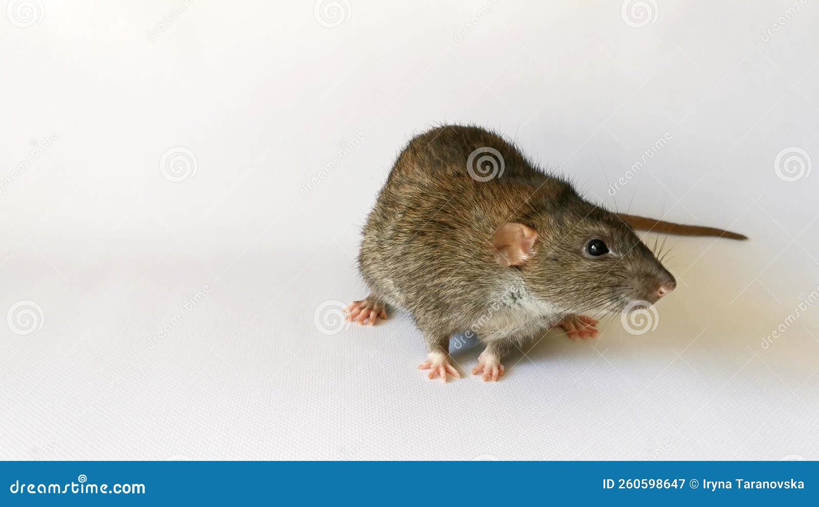 Gray Domestic Rat on White Background Sits and Walks Out of the Frame ...