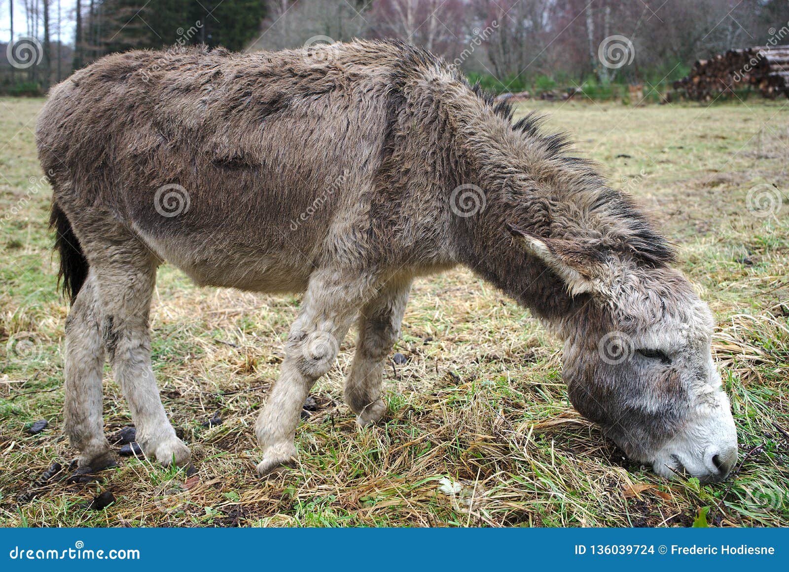 Gray Donkey in Auvergne Grazing Grass Stock Photo - Image of hairy ...