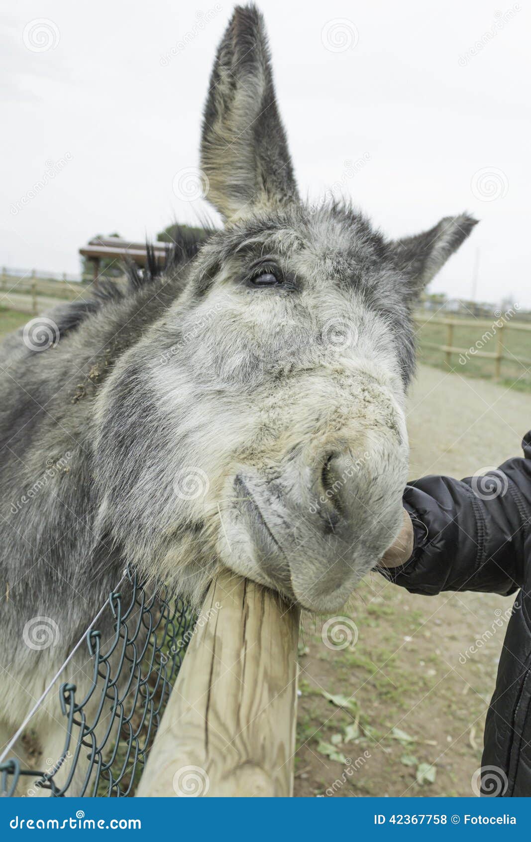 Gray donkey stock photo. Image of exploration, earth - 42367758
