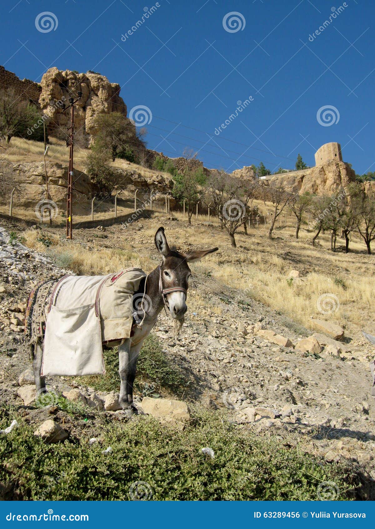Gray Donkey with Cargo on His Back in the Mountains Stock Photo - Image ...