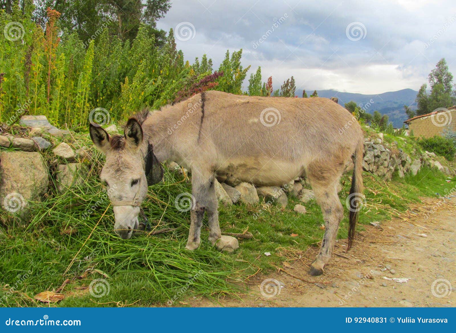 Gray donkey stock image. Image of mulish, funny, farm - 92940831