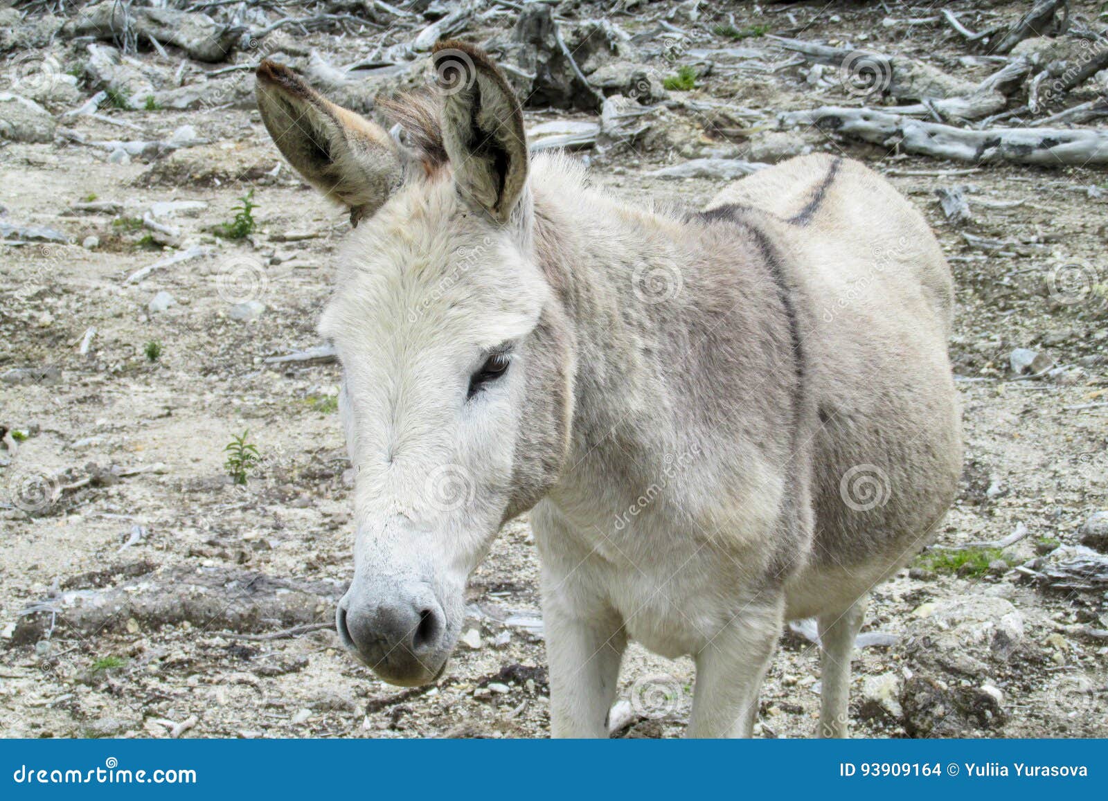 Gray donkey stock photo. Image of countryside, mulish - 93909164