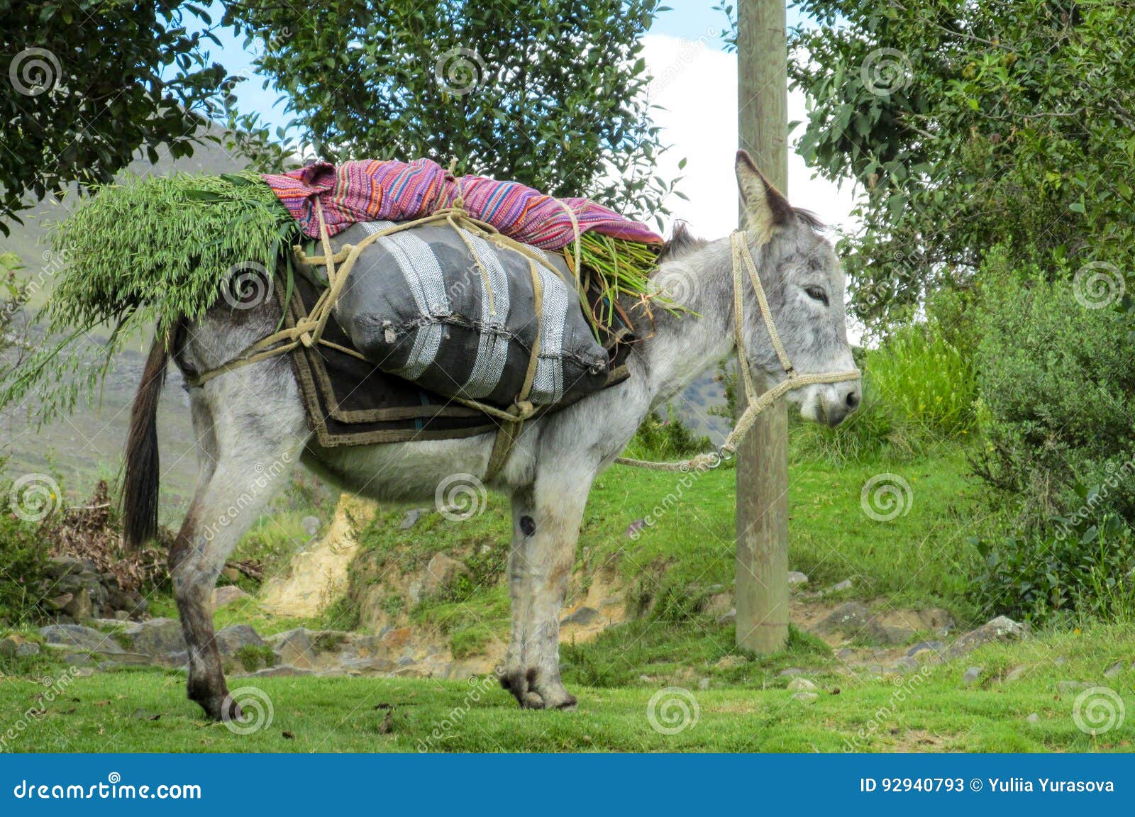 Gray donkey with saddle stock image. Image of grass, mammal - 92940793