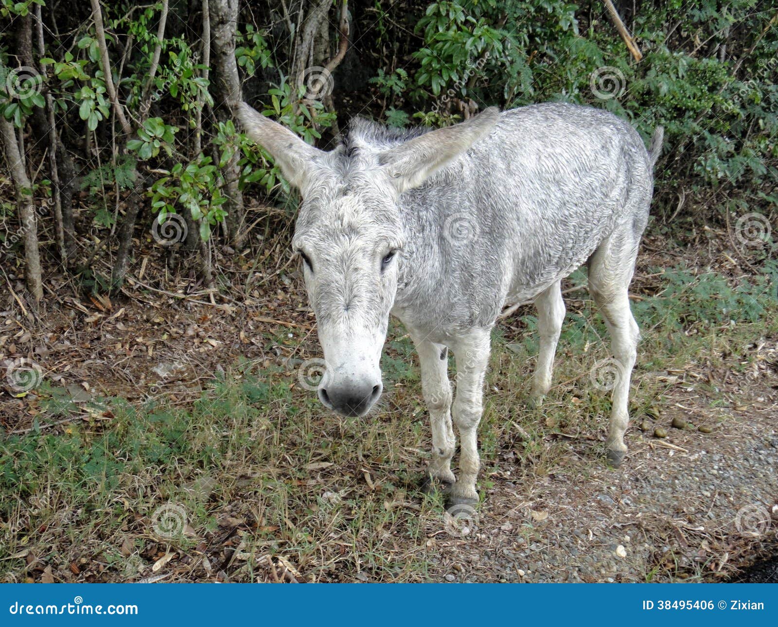 Gray donkey stock photo. Image of donkey, horse, wildlife - 38495406