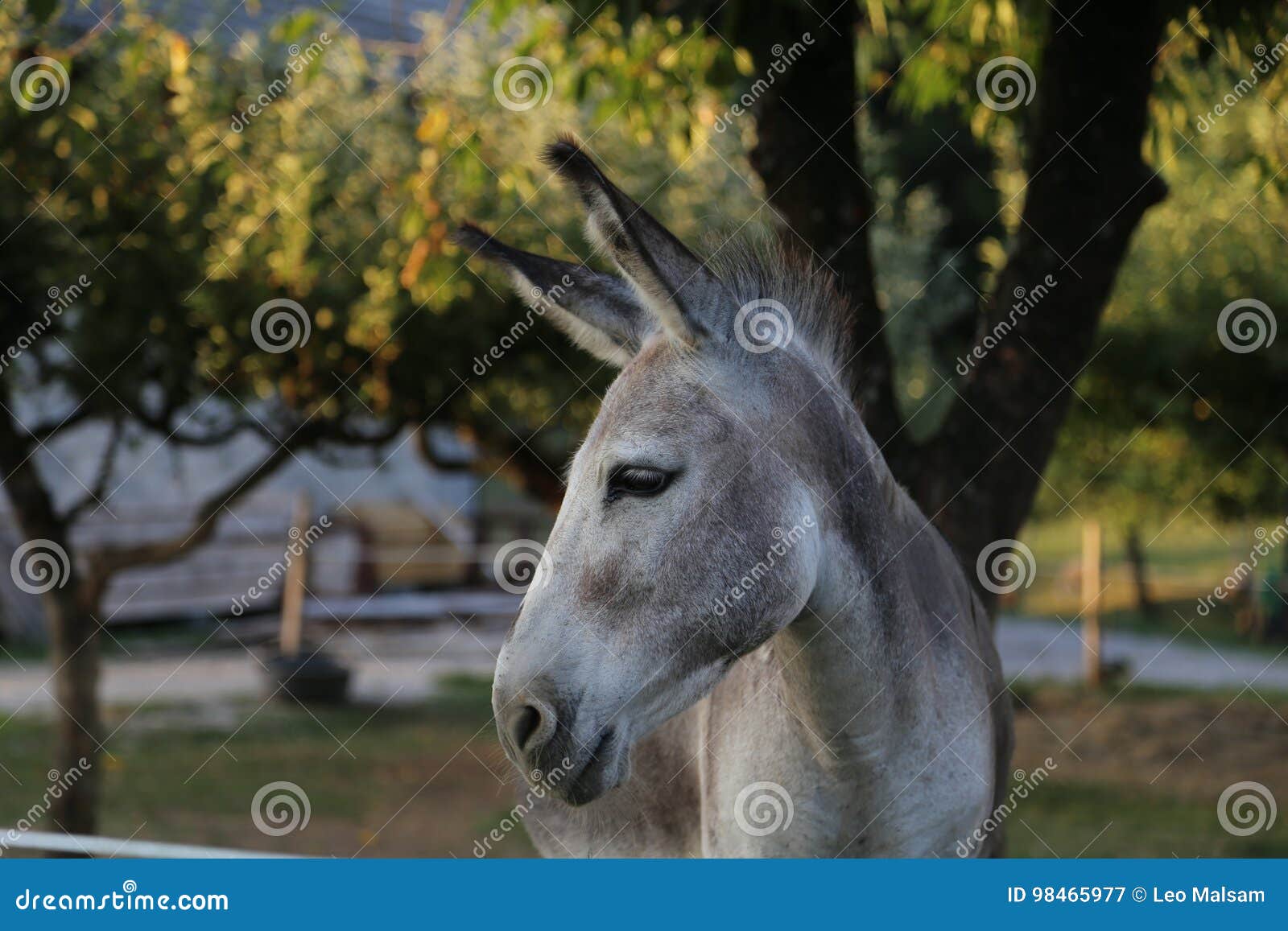 Gray Donkeys in the Open Air Stock Image - Image of closeup, nature ...