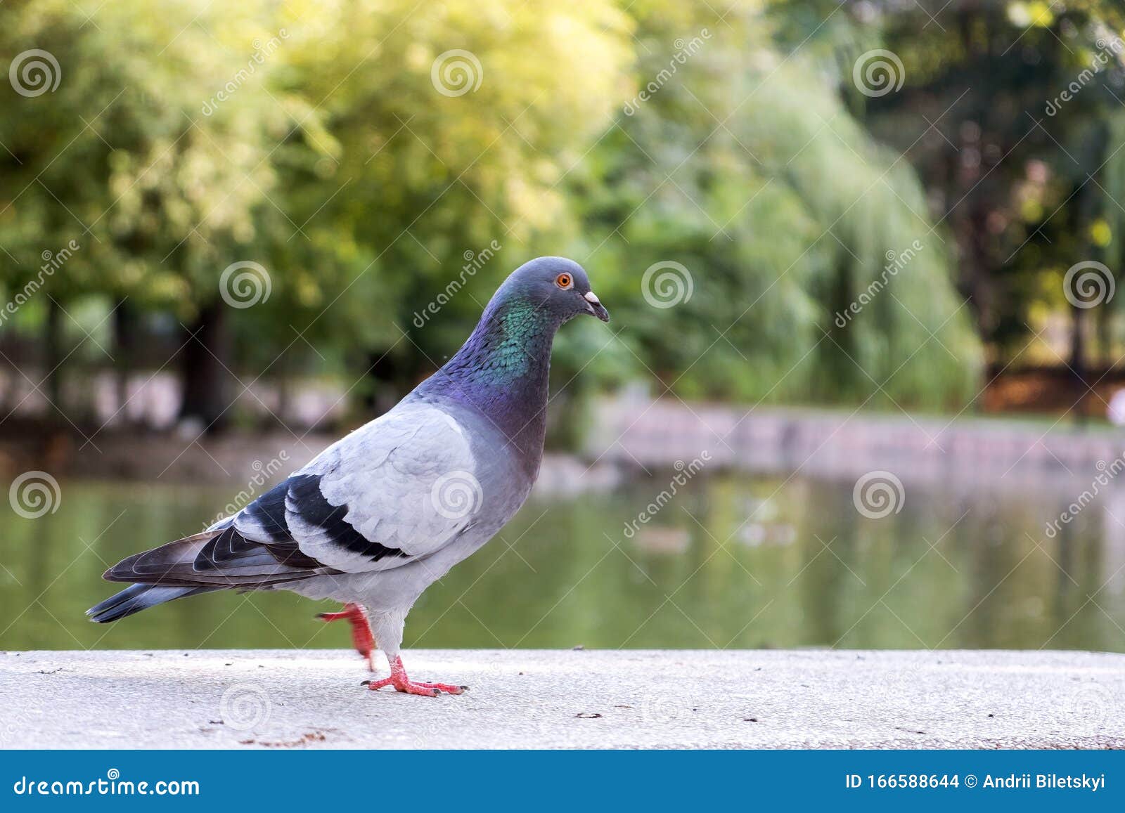 Gray Dove Bird Outdoors in a City Park Stock Photo - Image of native ...