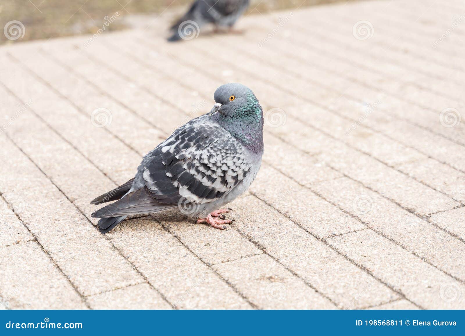 Gray dove close up stock image. Image of falling, gray - 198568811
