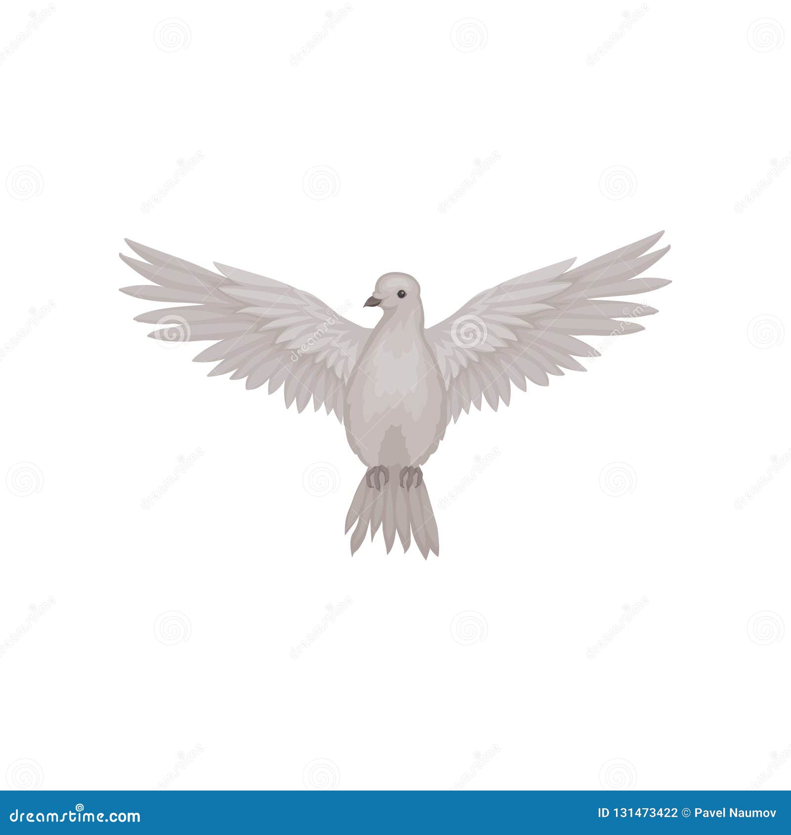 Gray Dove In Flying Action With Wide Open Wings Front View Fauna Theme Flat Vector For Poster