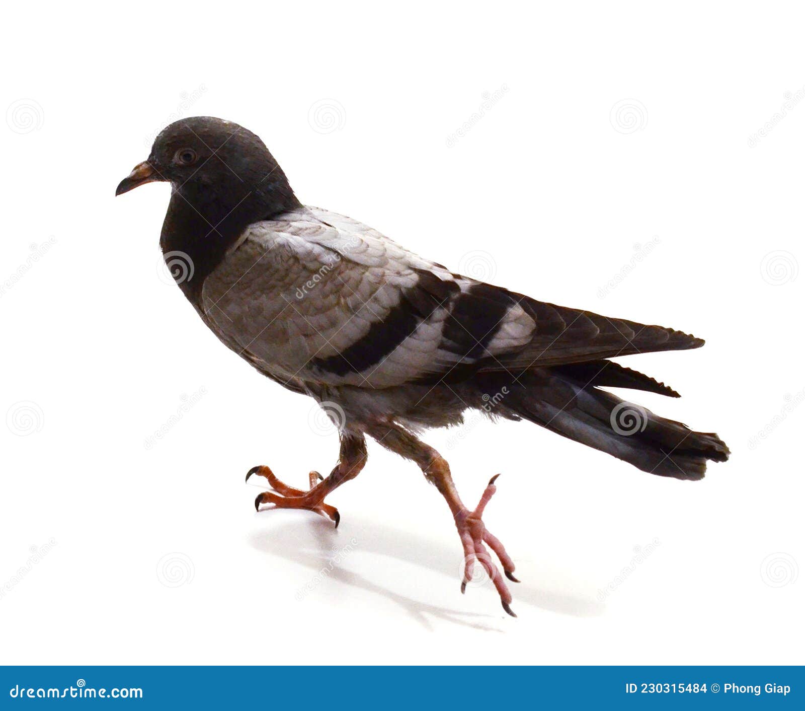 Gray dove stock illustration. Illustration of flight - 230315484