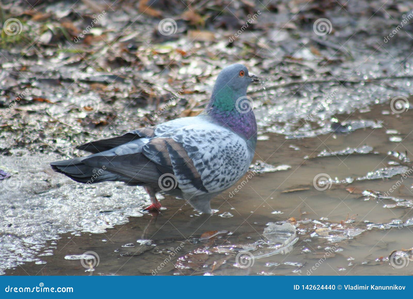 Gray dove on ice stock photo. Image of city, dove, spring - 142624440