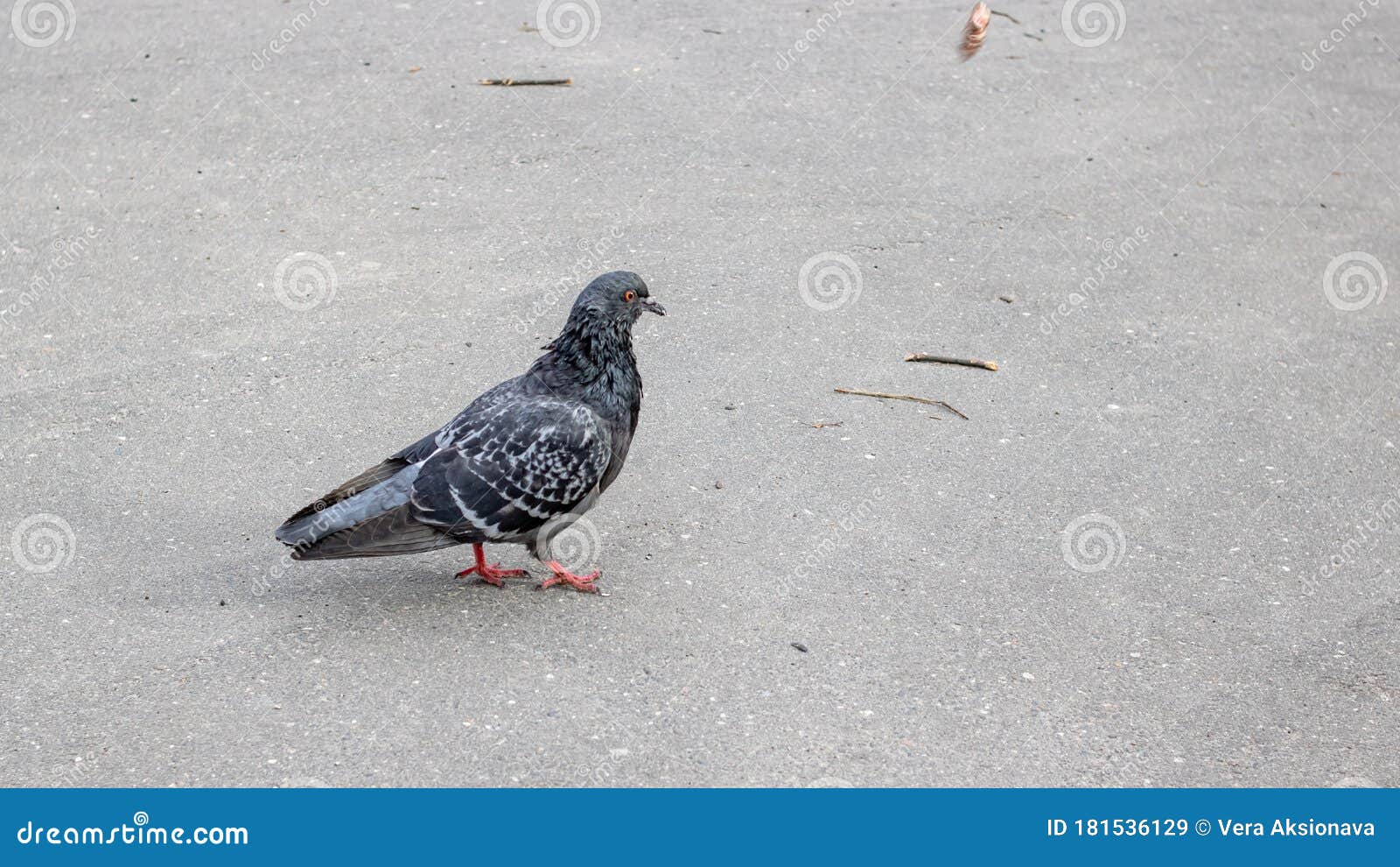 Gray Dove on the Pavement with Shadow Stock Image - Image of street ...