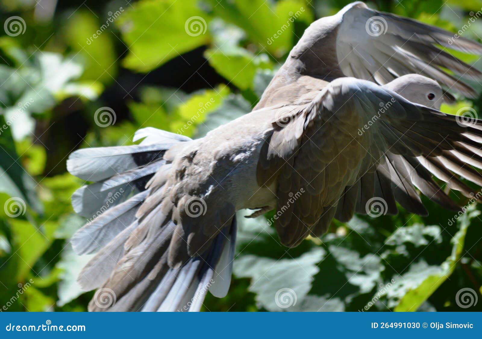 Gray Dove with Spread Wings in Flight Stock Photo - Image of wildlife ...