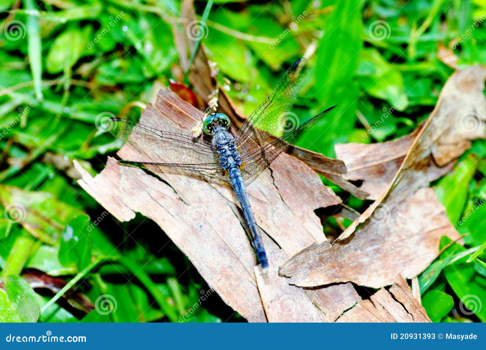 Gray dragonfly stock image. Image of grasses, predator - 20931393