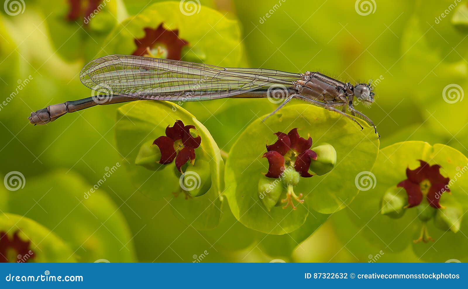 Gray Dragonfly On Green And Maroon Leaf In Tilt Shift Lens Picture ...