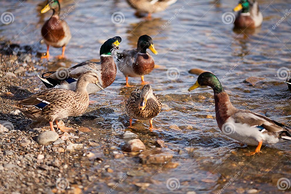 Gray duck stock image. Image of nature, group, children - 22868459