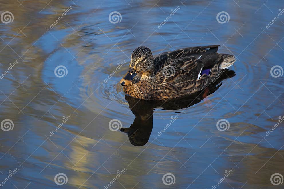 Gray duck stock image. Image of hygiene, nature, fast - 29321579