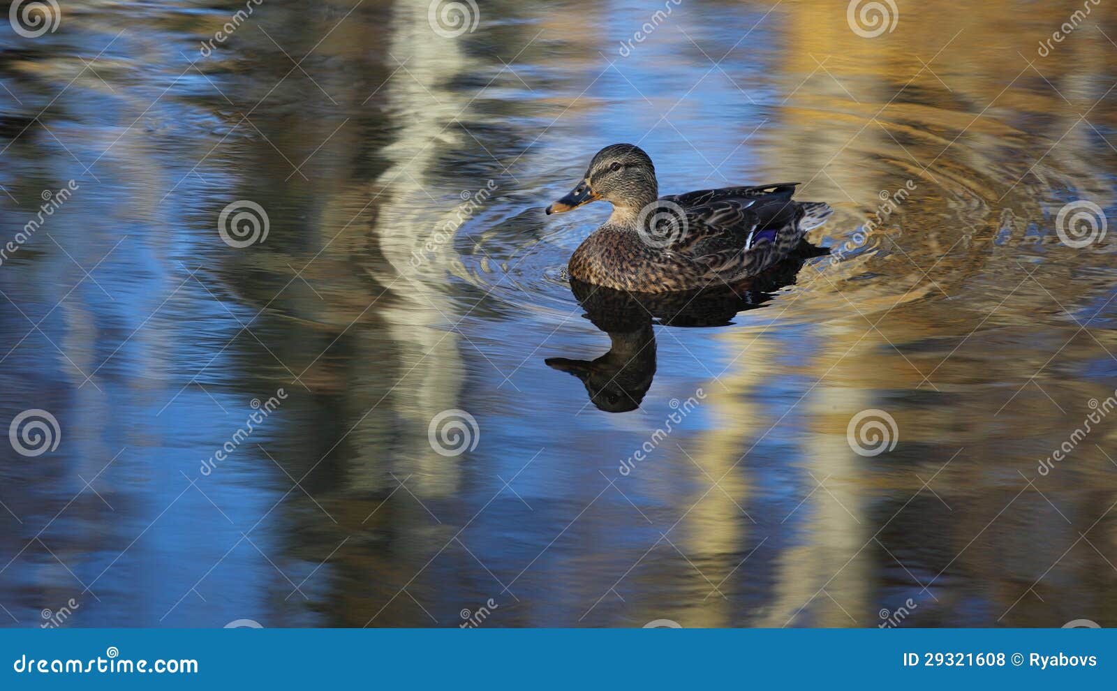 Gray duck stock photo. Image of feather, drake, aquatic - 29321608