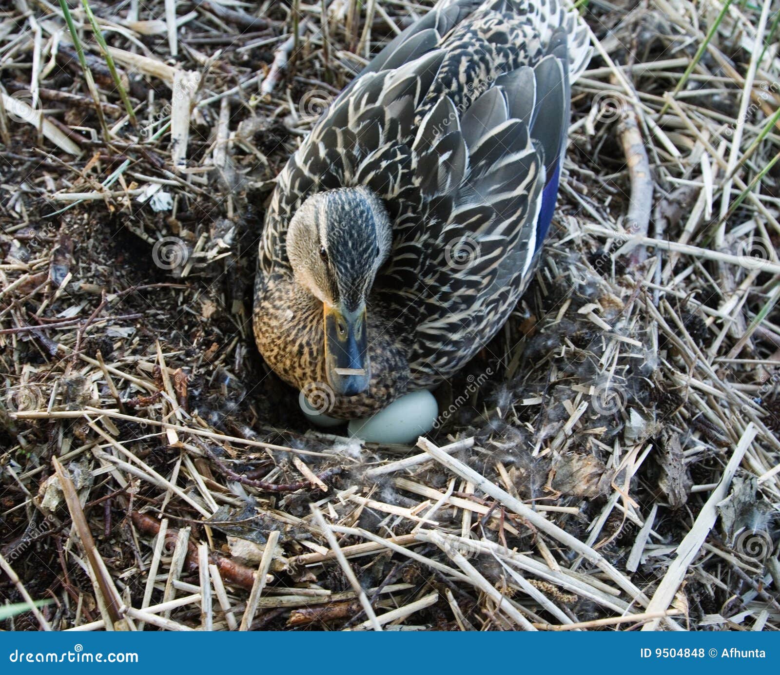 Gray duck stock photo. Image of gotland, female, somateria - 9504848