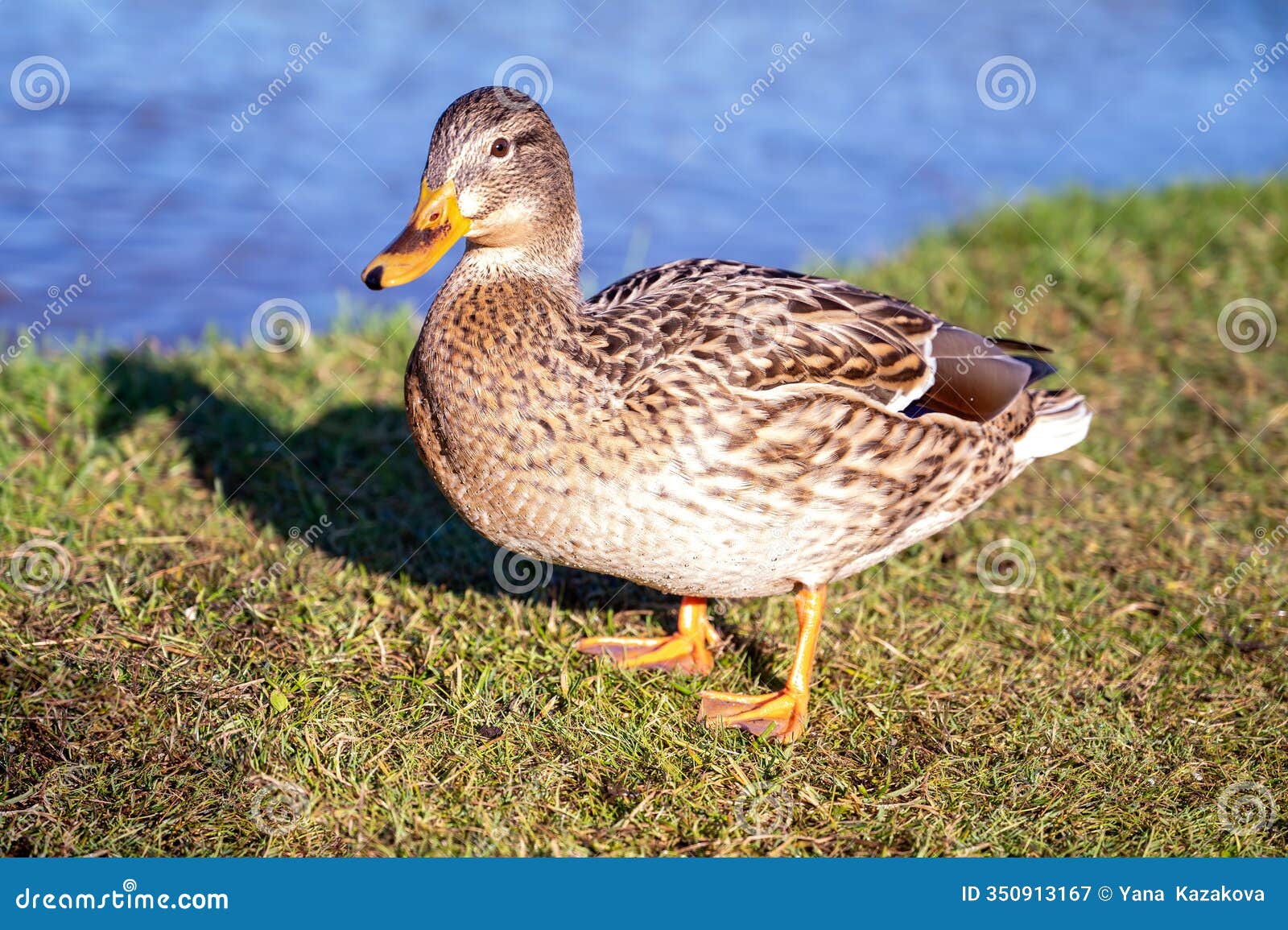 A Gray Duck on the Background of the Lake Stock Image - Image of ...