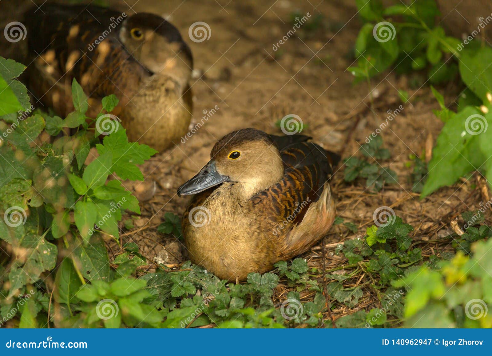 Gray Duck Sitting in the Nest Stock Image - Image of animals, black ...