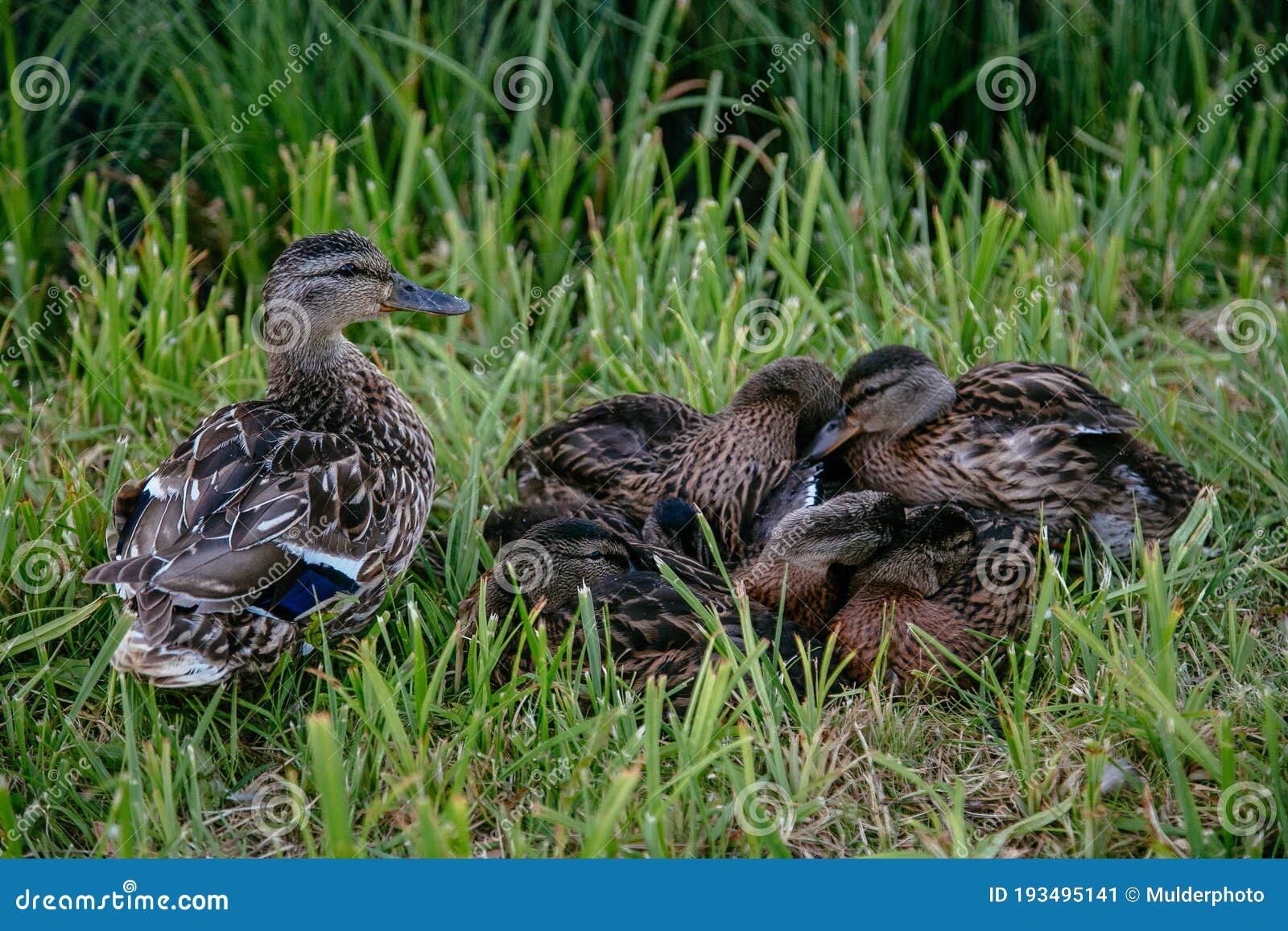 Gray Ducks Family in the Green Grass Stock Image - Image of natural ...