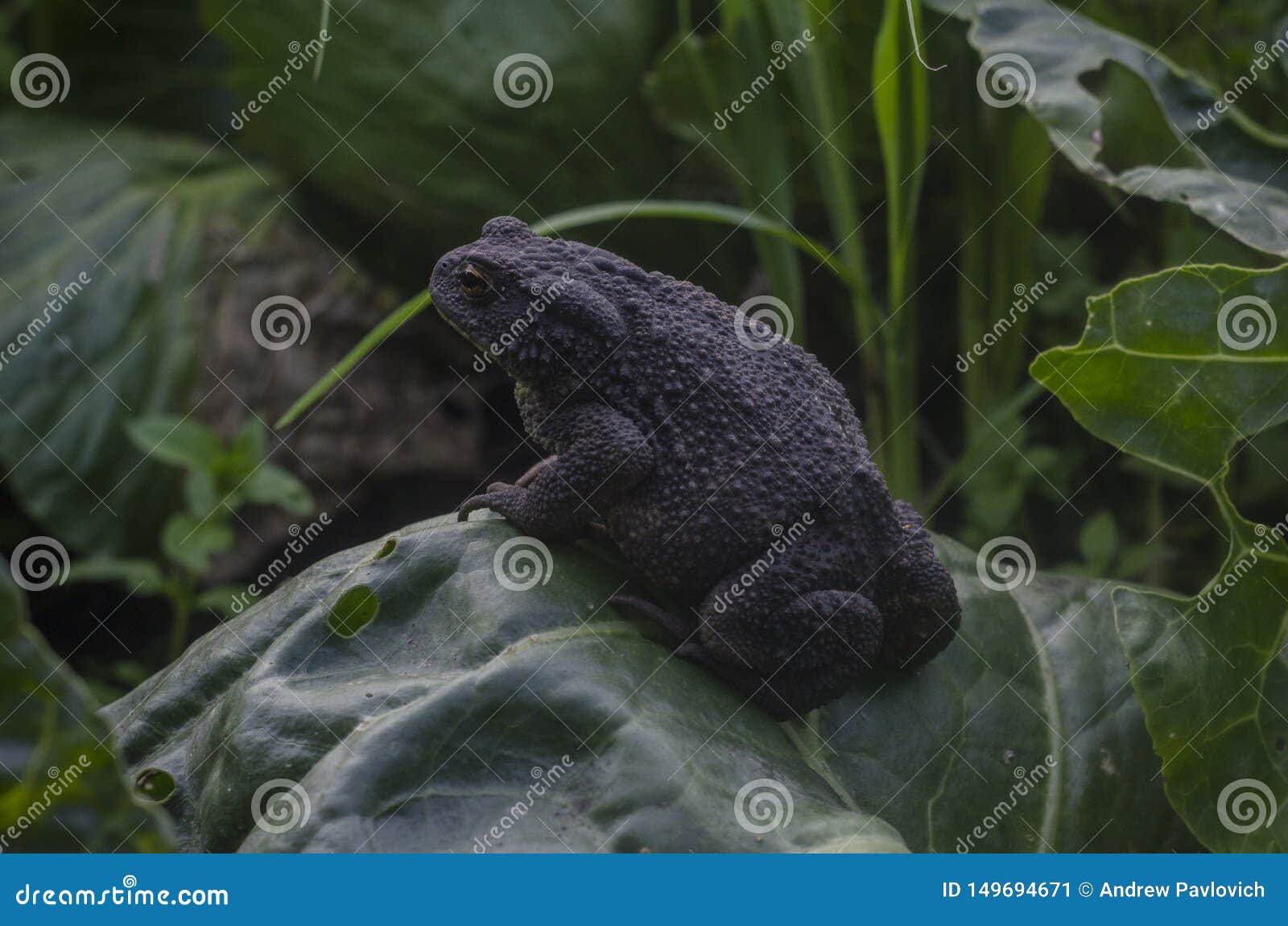 Gray Earth Toad Sitting on a Cabbage Leaf on a Farm. Common Toad, Bufo ...
