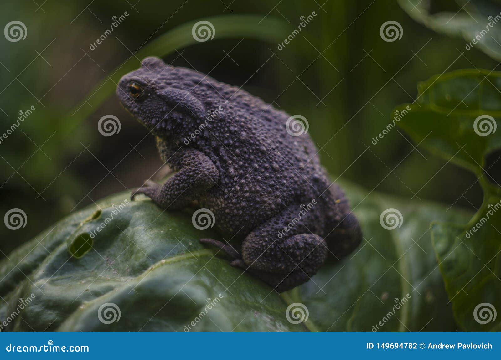 Gray Earth Toad Sitting on a Cabbage Leaf on a Farm. Common Toad, Bufo ...