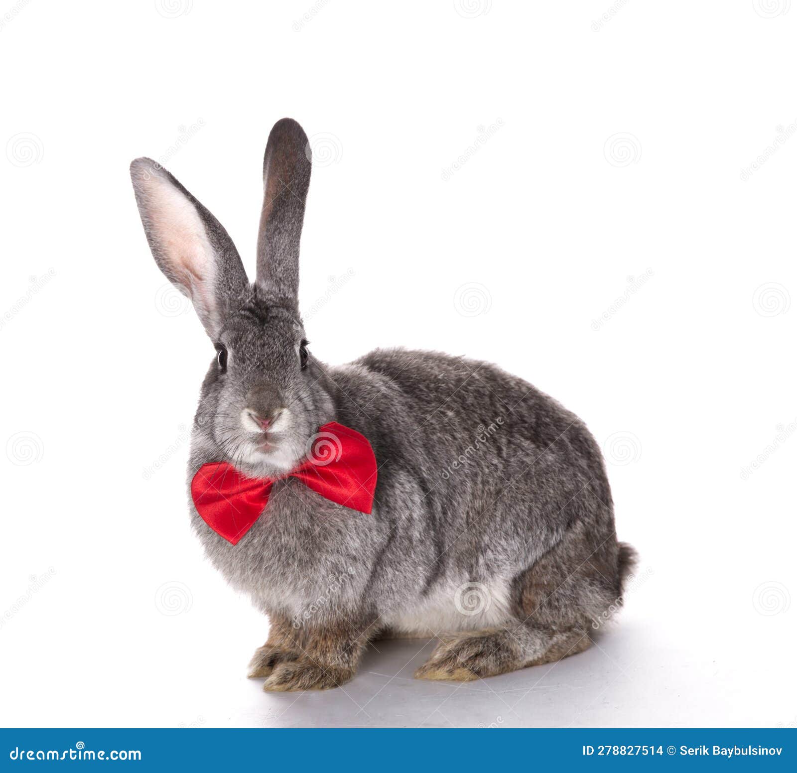 Gray Easter Bunny with Bow Tie on White Stock Photo - Image of ears ...