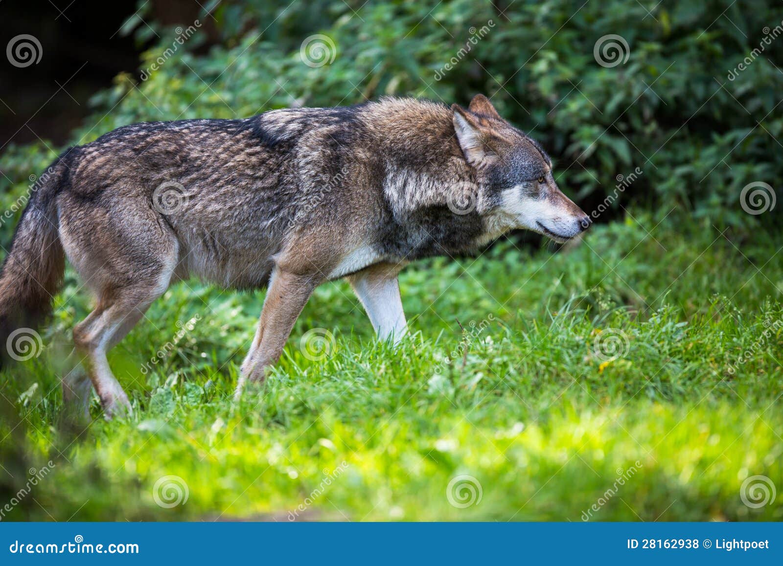 Gray/Eurasian wolf stock photo. Image of lupus, beast - 28162938