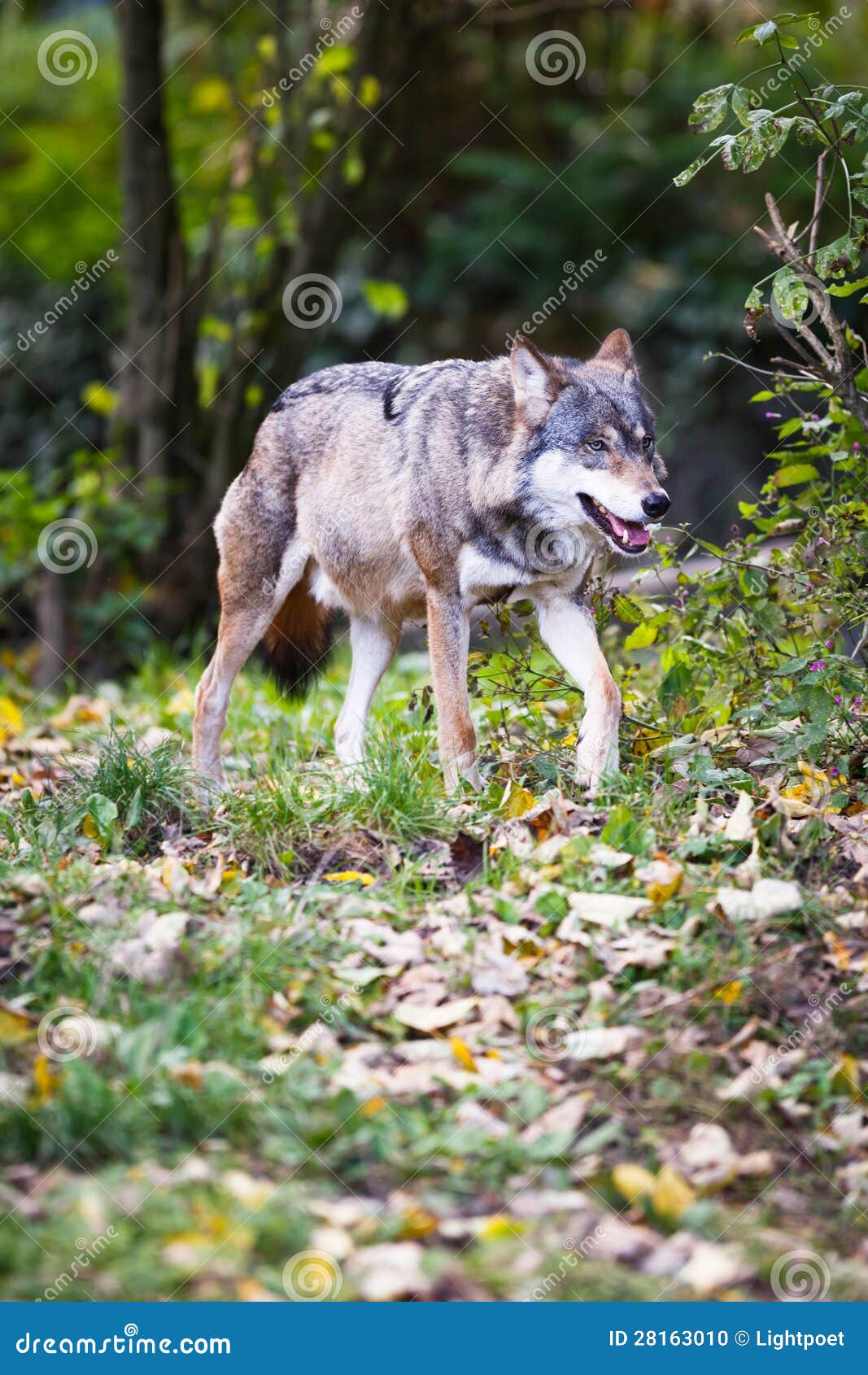 Gray/Eurasian wolf stock photo. Image of nose, carnivore - 28163010