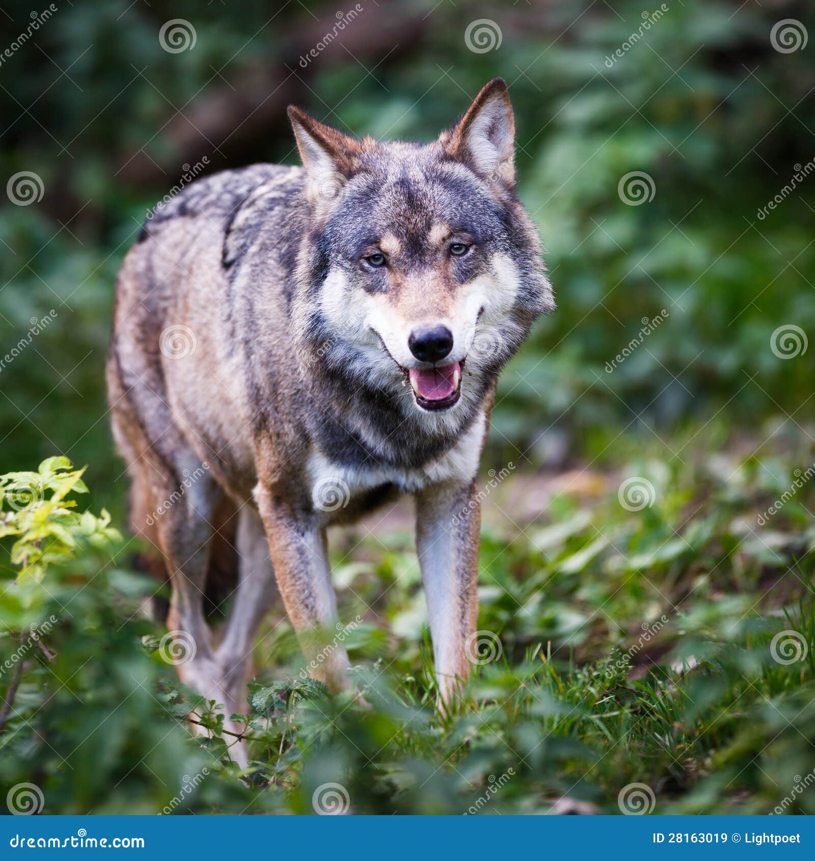 Gray/Eurasian wolf stock image. Image of furry, beast - 28163019