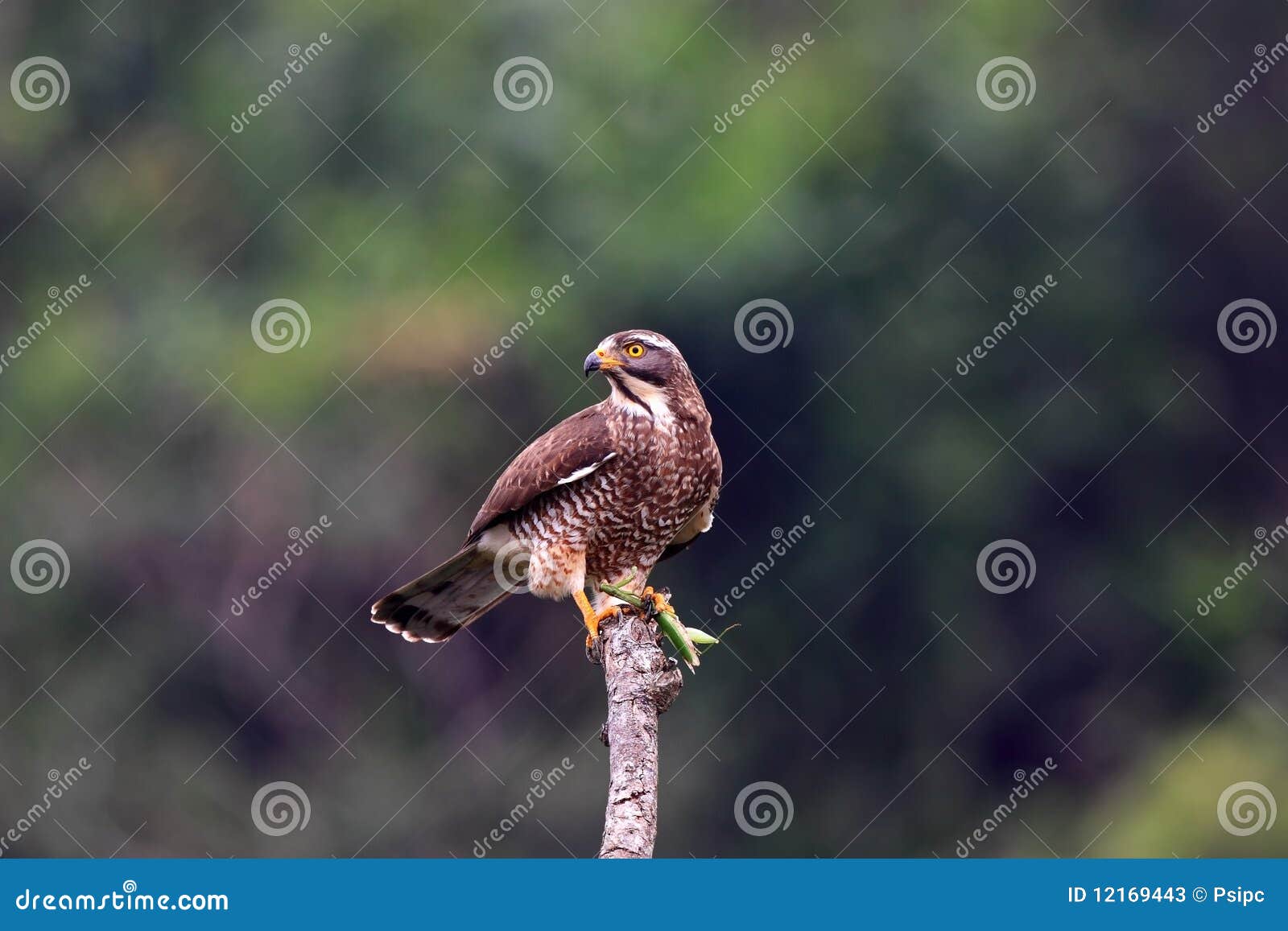 Gray-faced Buzzard Hawk, Butastur Indicus Stock Image - Image of birds ...