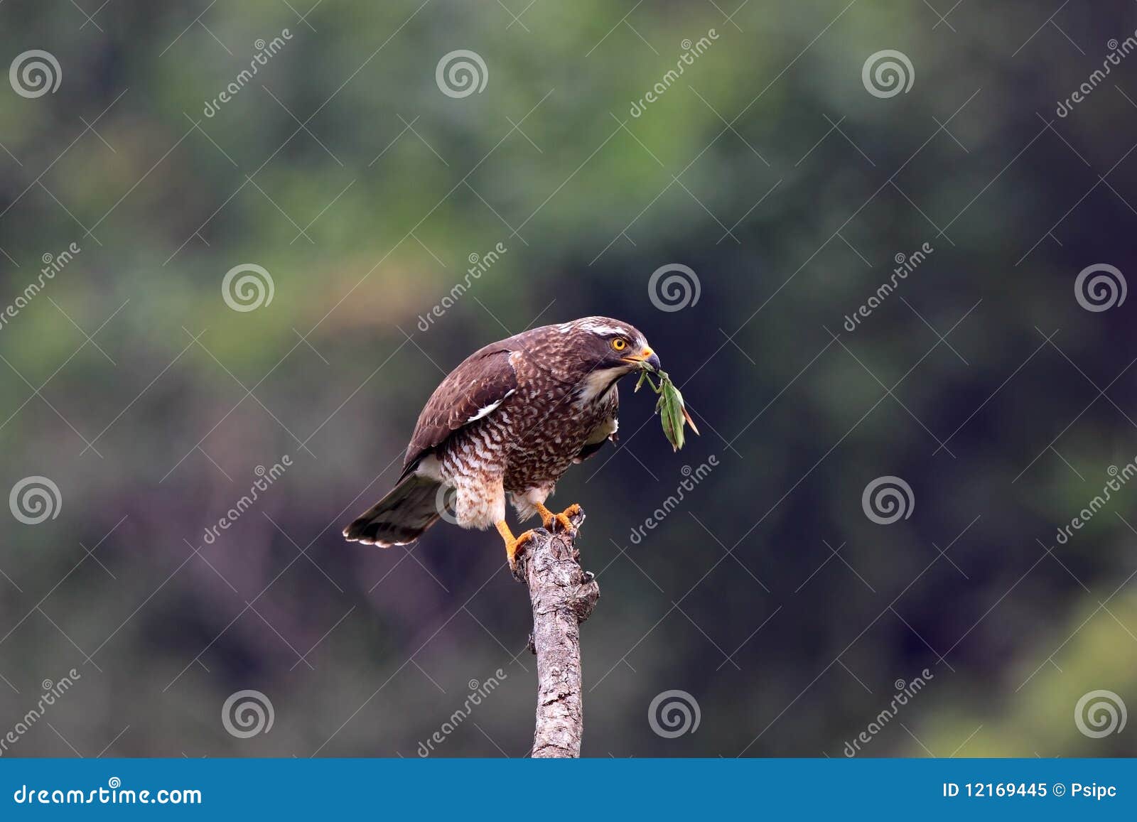 Gray-faced Buzzard Hawk, Butastur Indicus Stock Image - Image of black ...