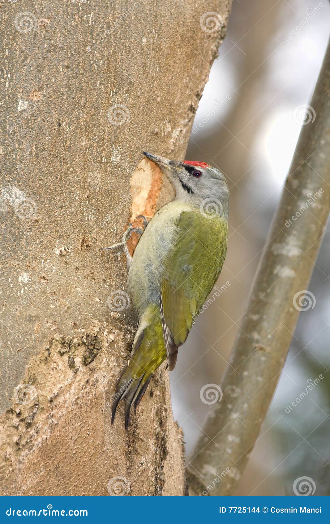 Gray faced woodpecker stock photo. Image of picus, wildlife - 7725144